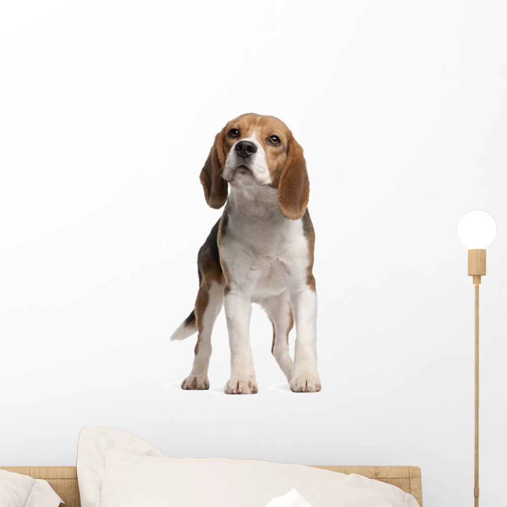 Beagle Standing Front White Wall Decal – Wallmonkeys