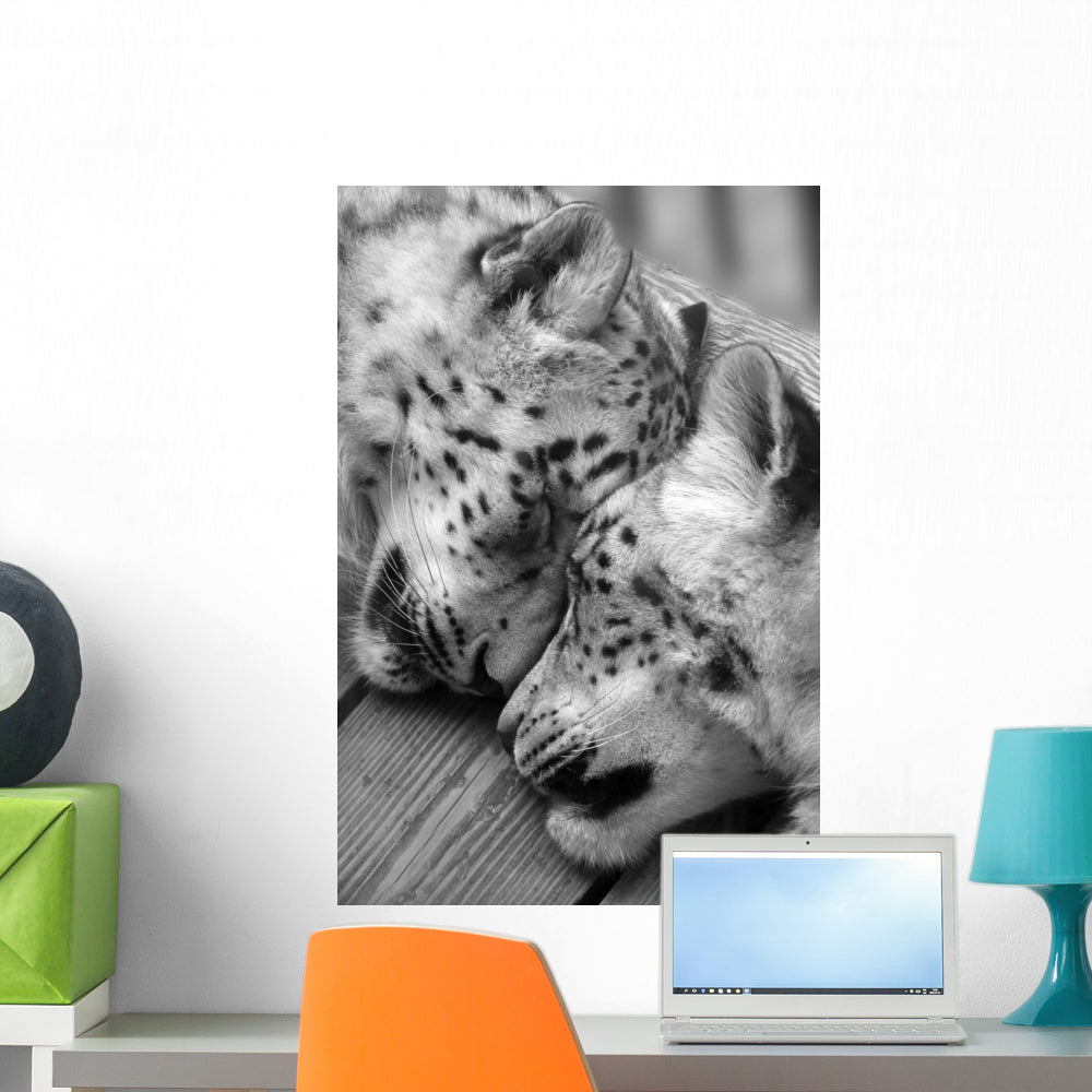 Snow Leopards Sleeping Wall Mural – Wallmonkeys