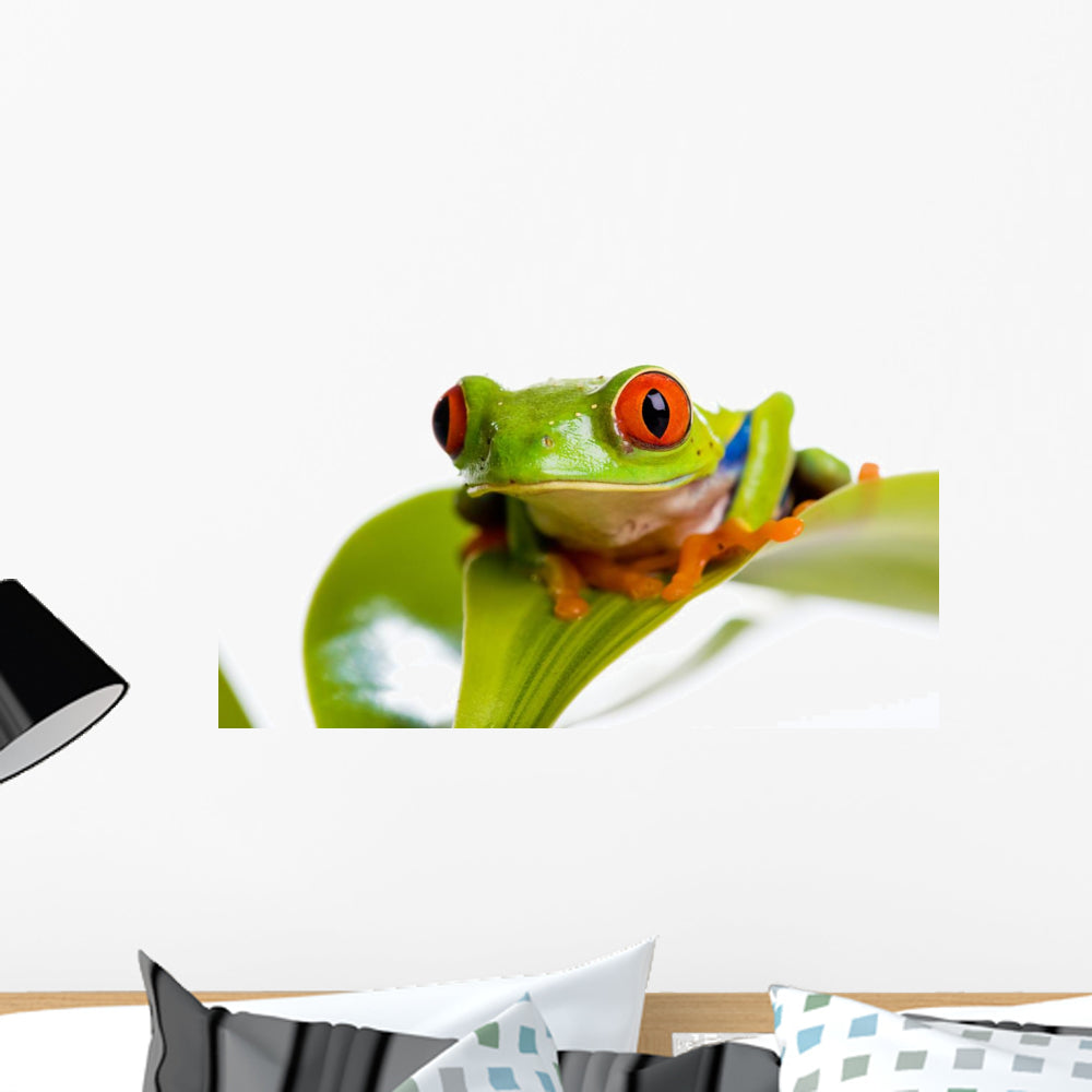 Red Eyed Tree Frog Wall Mural – Wallmonkeys