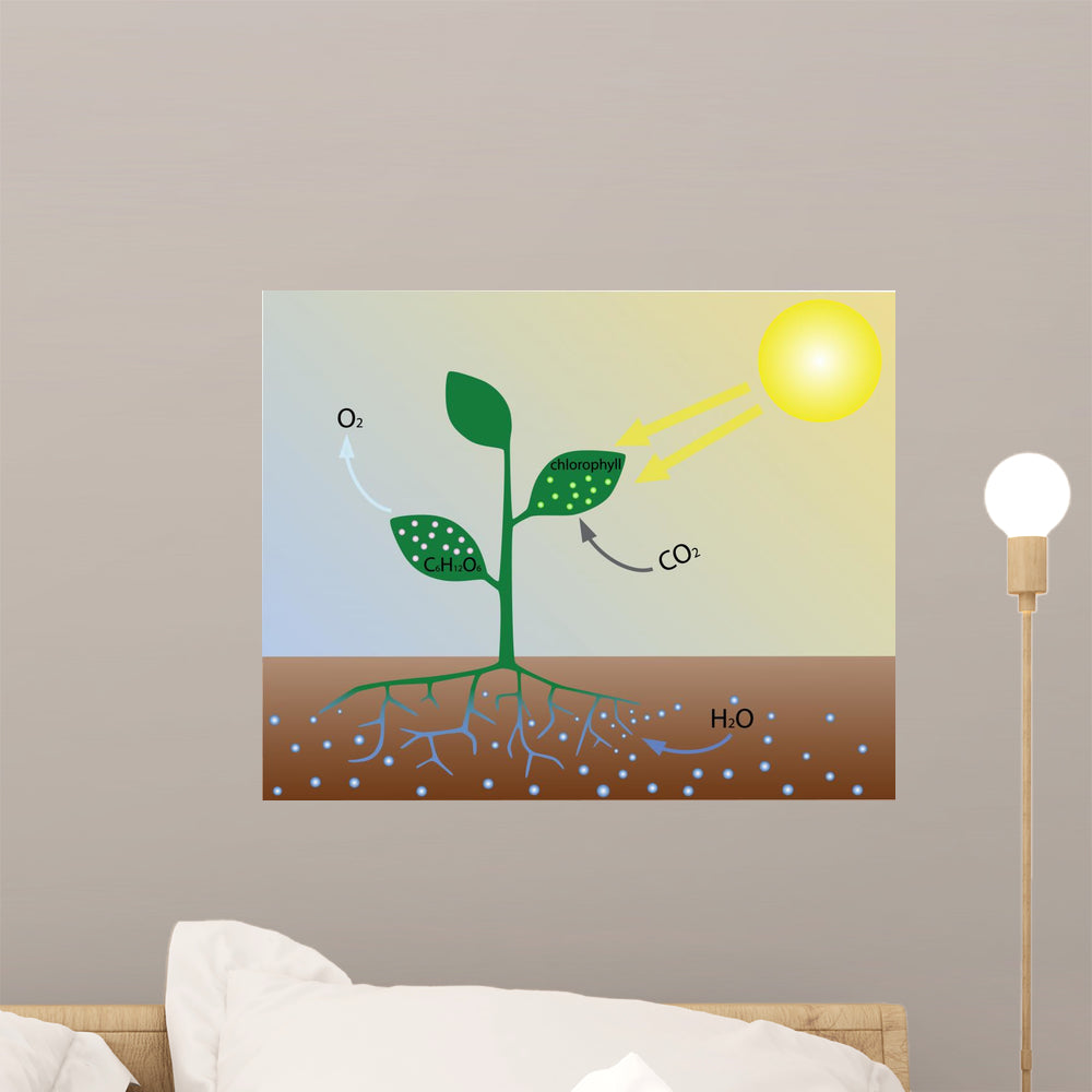 Photosynthesis Scheme Wall Mural – Wallmonkeys