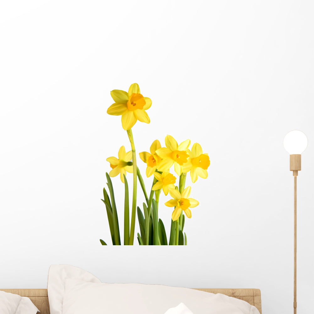 Daffodil Wall Decal – Wallmonkeys