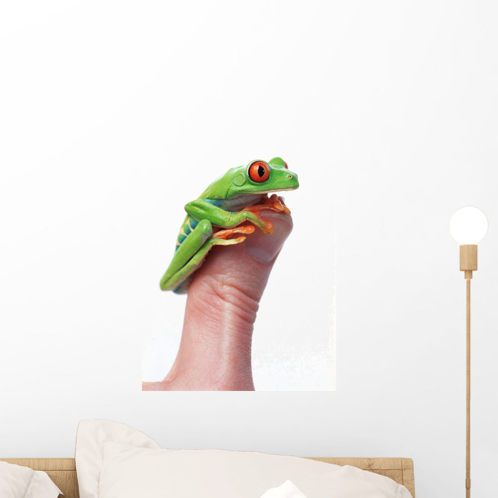 Red-eyed Tree Frog Wall Mural – Wallmonkeys