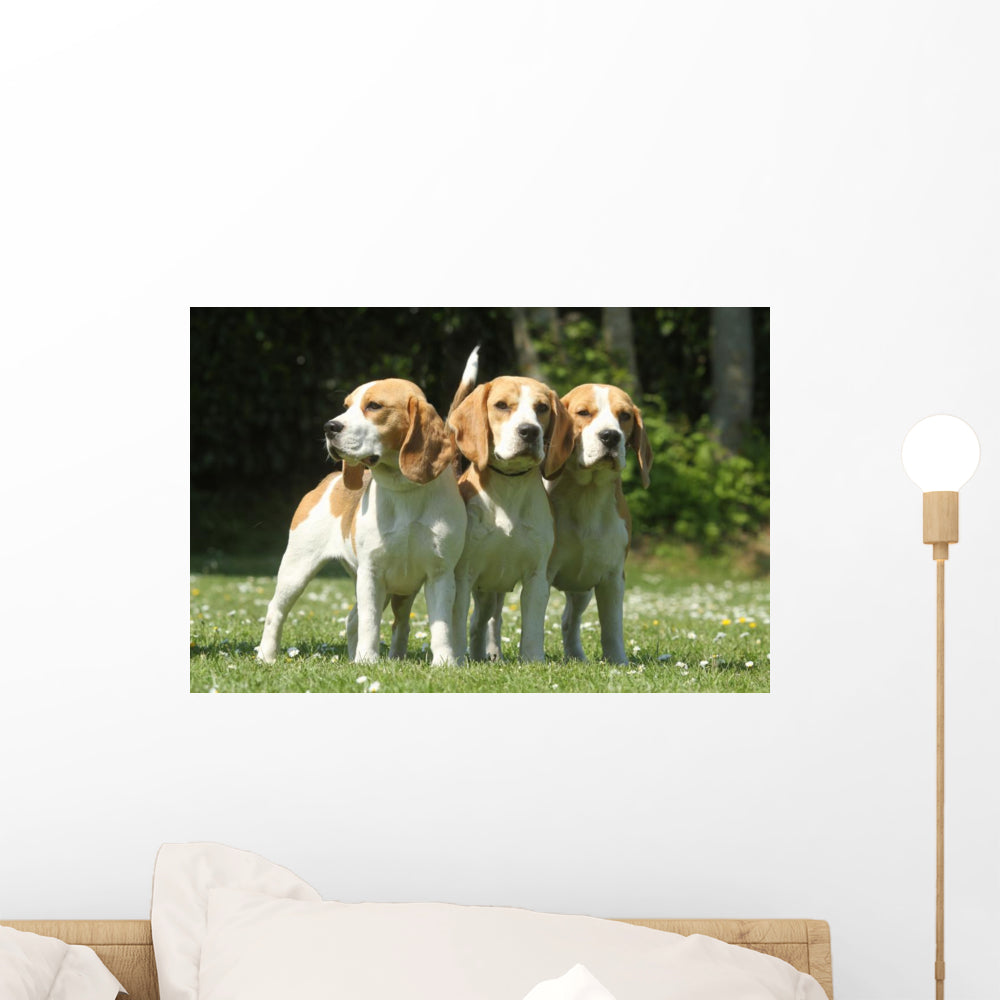 Three Beagle Dogs Together – Wallmonkeys