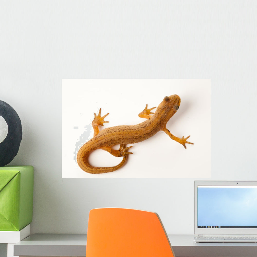 Newt White Wall Decal - WallMonkeys.com – Wallmonkeys