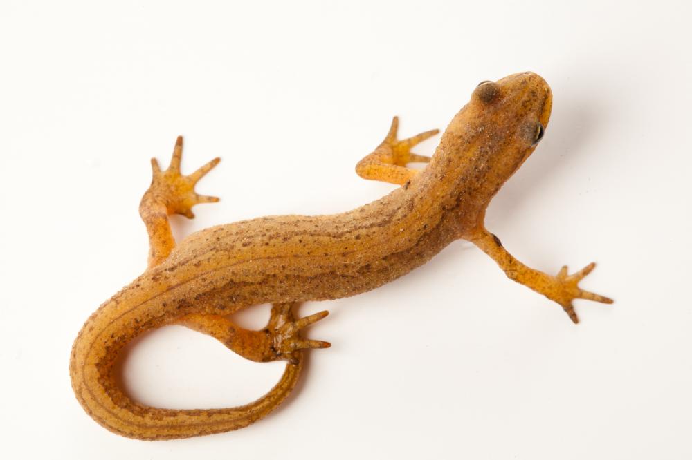 Newt White Wall Decal - WallMonkeys.com – Wallmonkeys