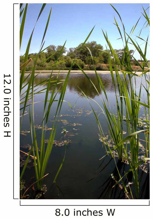 Riparian Pond Reflection Wall Decal - WallMonkeys.com – Wallmonkeys