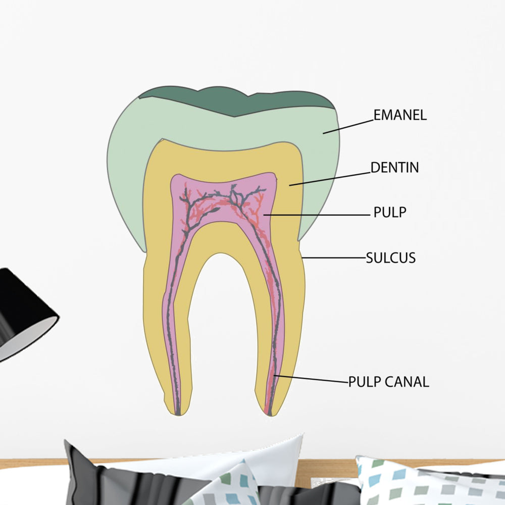 Molar Wall Mural – Wallmonkeys