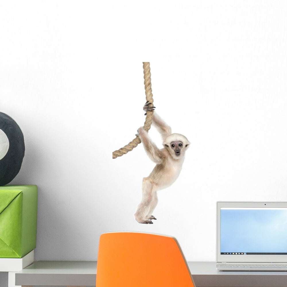Young Pileated Gibbon Wall Decal – Wallmonkeys