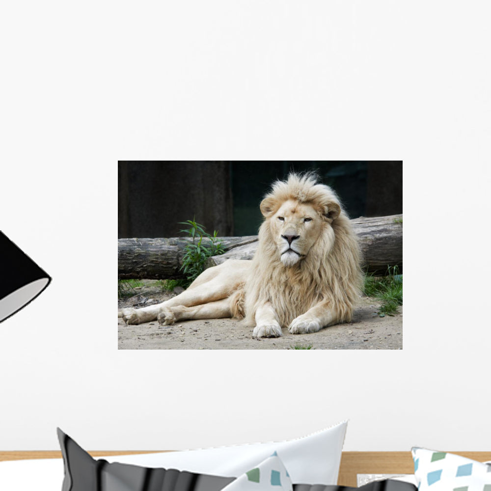Male Lion Wall Mural – Wallmonkeys
