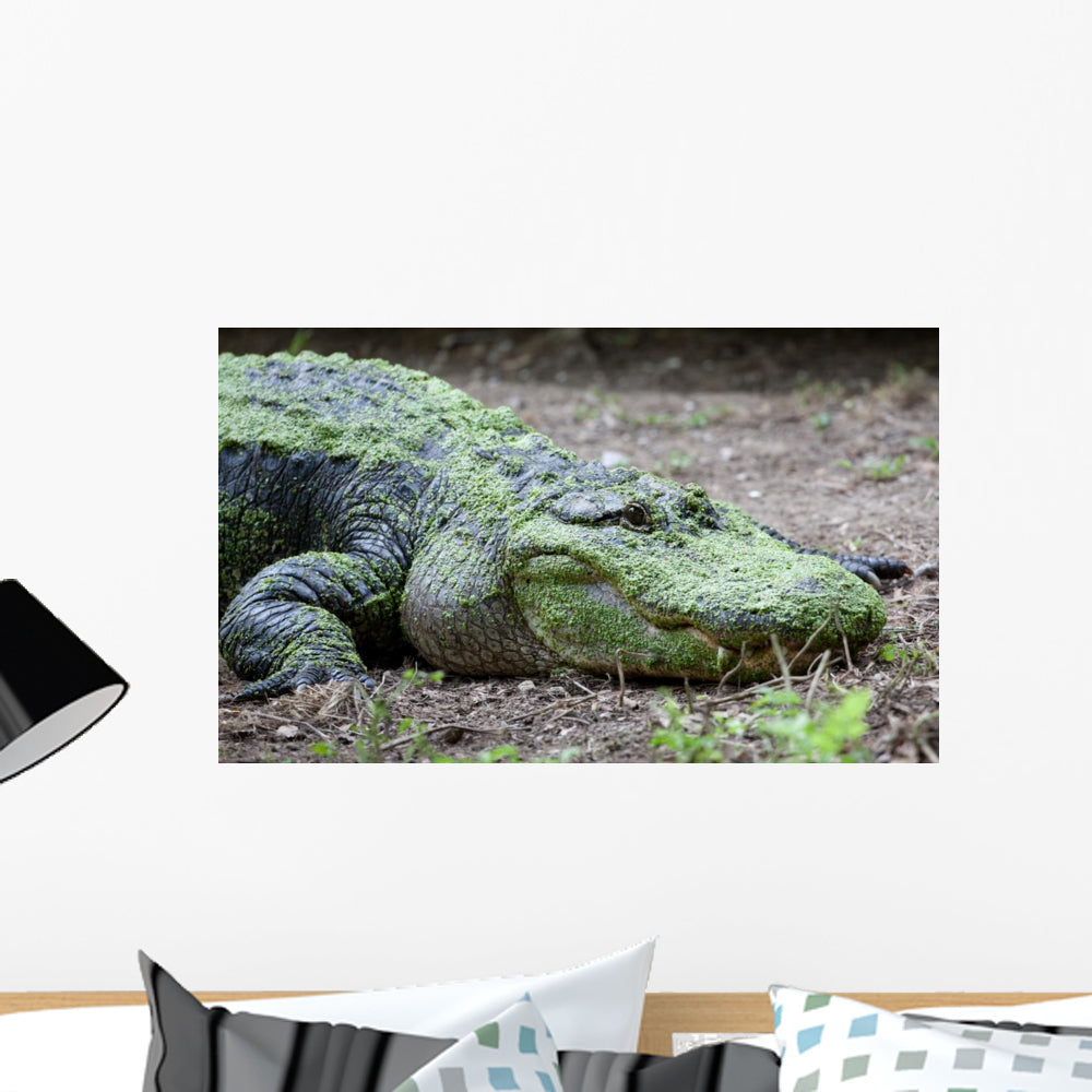 Large Scum-covered Alligator Wall Mural – Wallmonkeys
