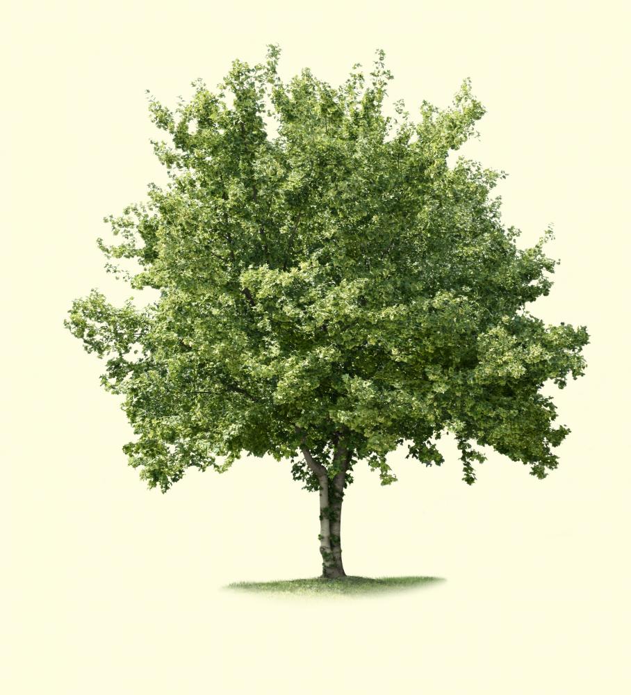 Maple Tree – Wallmonkeys