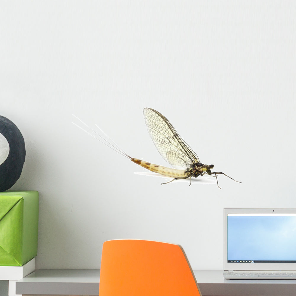 Mayfly Ephemera Danica Front Wall Decal – Wallmonkeys