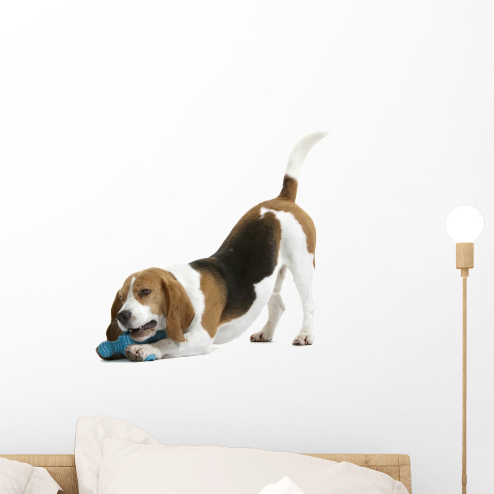 Beautiful Posture Beagle – Wallmonkeys