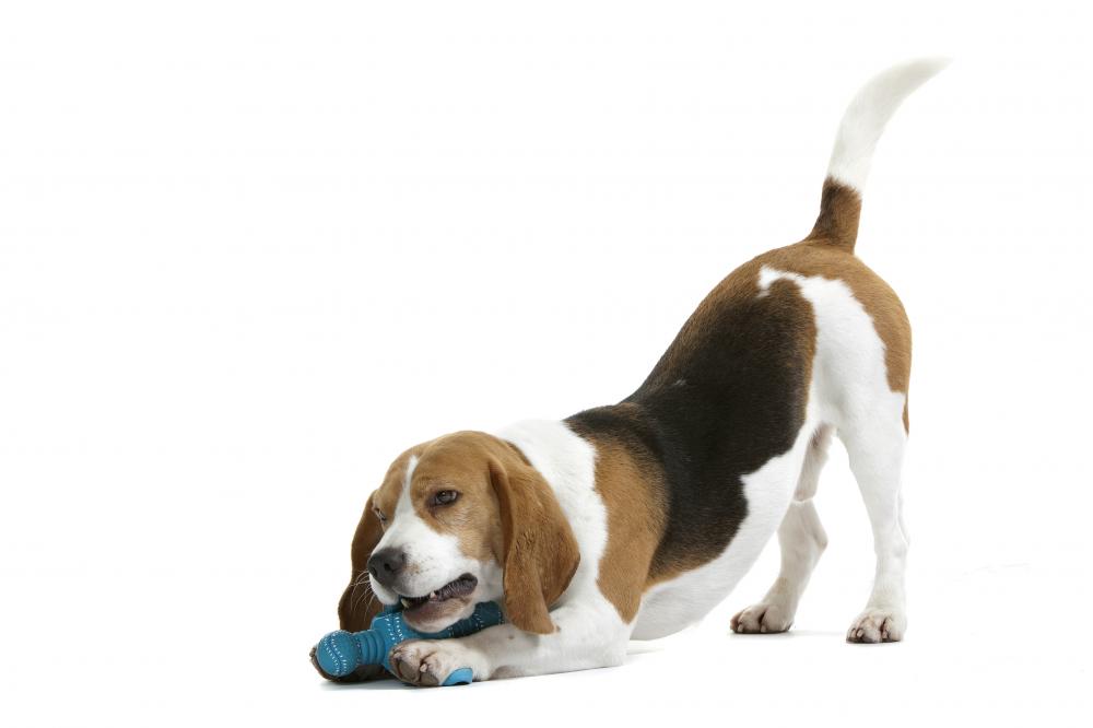 Beautiful Posture Beagle – Wallmonkeys