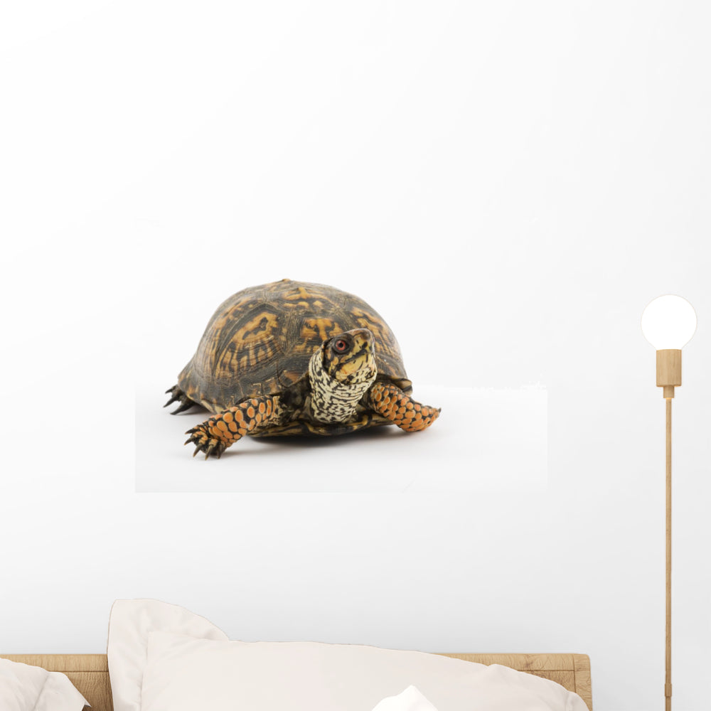 Adult Eastern Box Turtle Wall Decal – Wallmonkeys