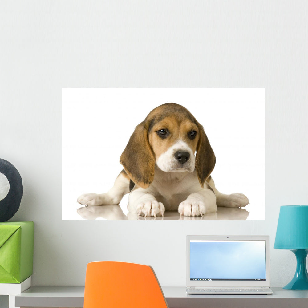 Beagle Puppy Back Legs Spread Wall Decal - WallMonkeys.com – Wallmonkeys