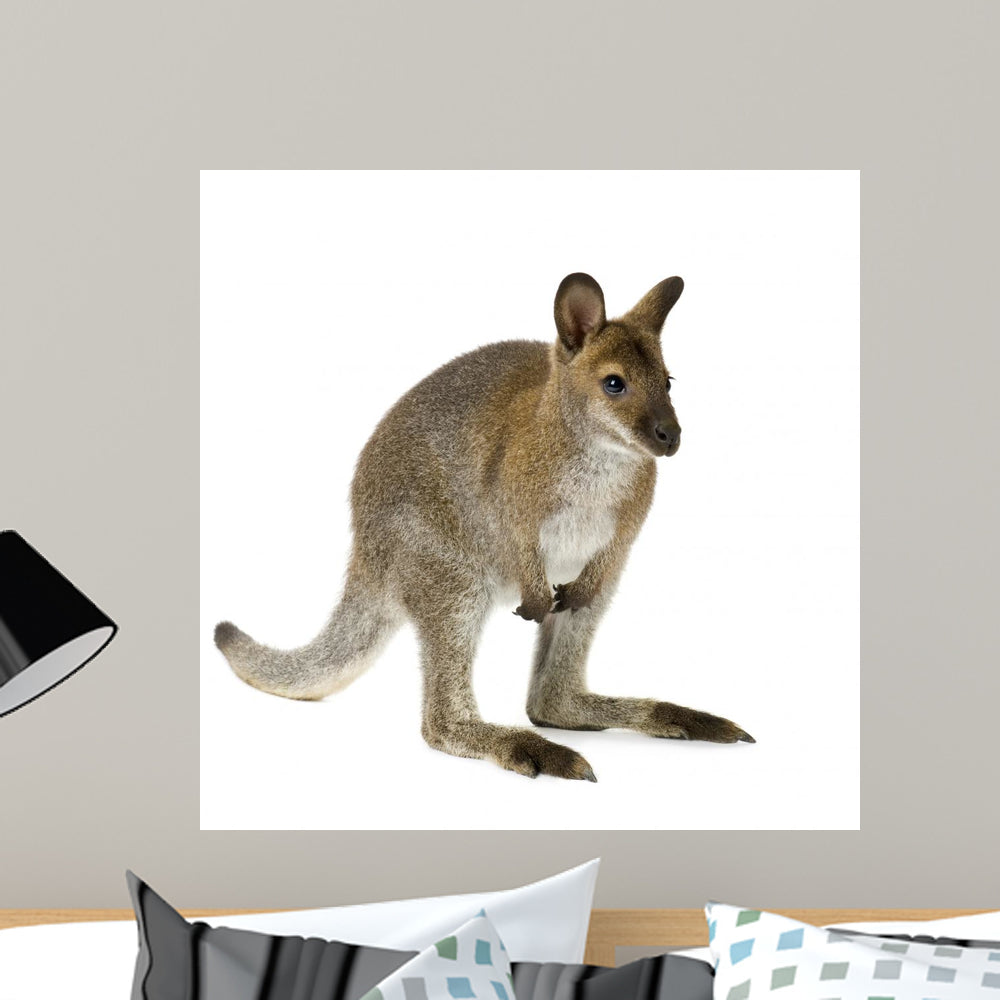 Wallaby Front White Wall Decal - WallMonkeys.com – Wallmonkeys