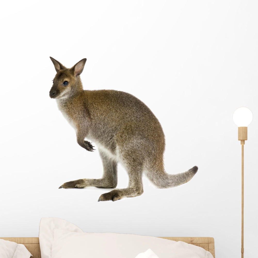 Australian Wallaby Wall Decal - WallMonkeys.com – Wallmonkeys