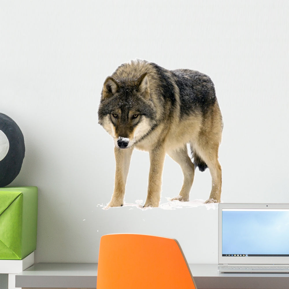 Gray Wolf Canis Lupus Wall Decal - WallMonkeys.com – Wallmonkeys