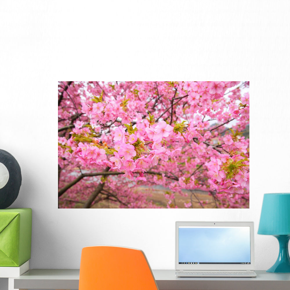 Kawazu Sakura Wall Mural – Wallmonkeys