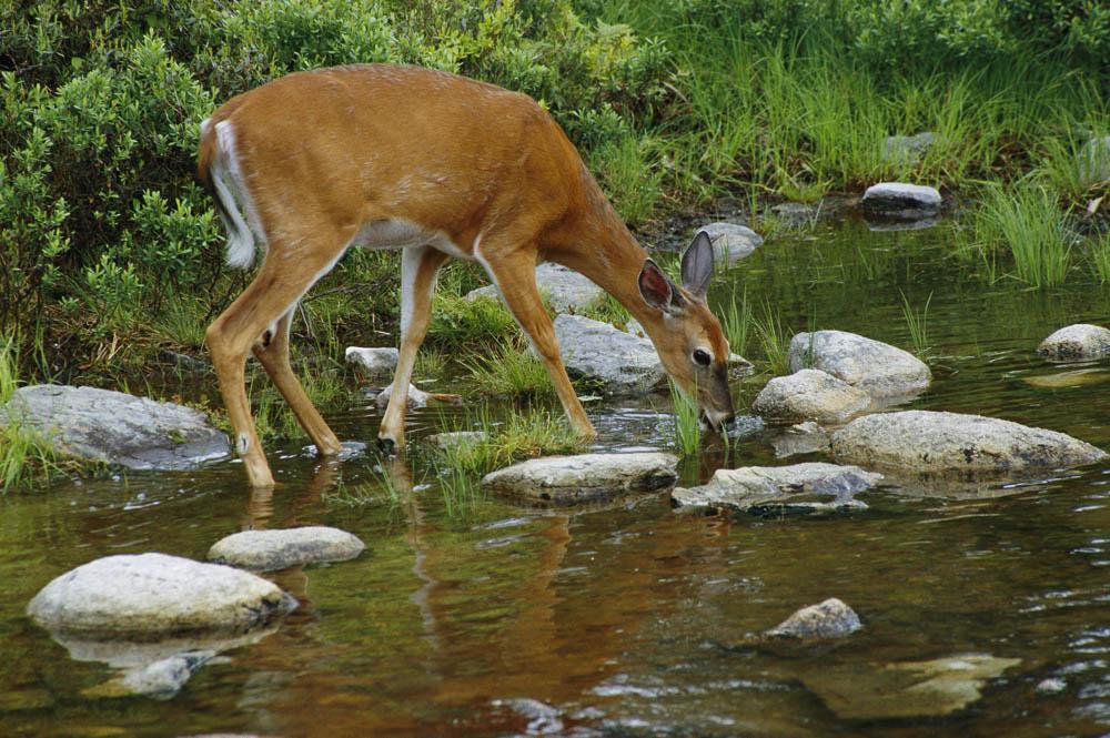 Deer Drinking Water From Stream