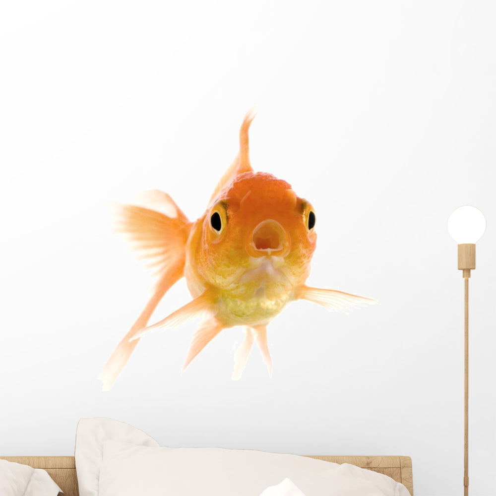 Goldfish Front White Wall Decal – Wallmonkeys