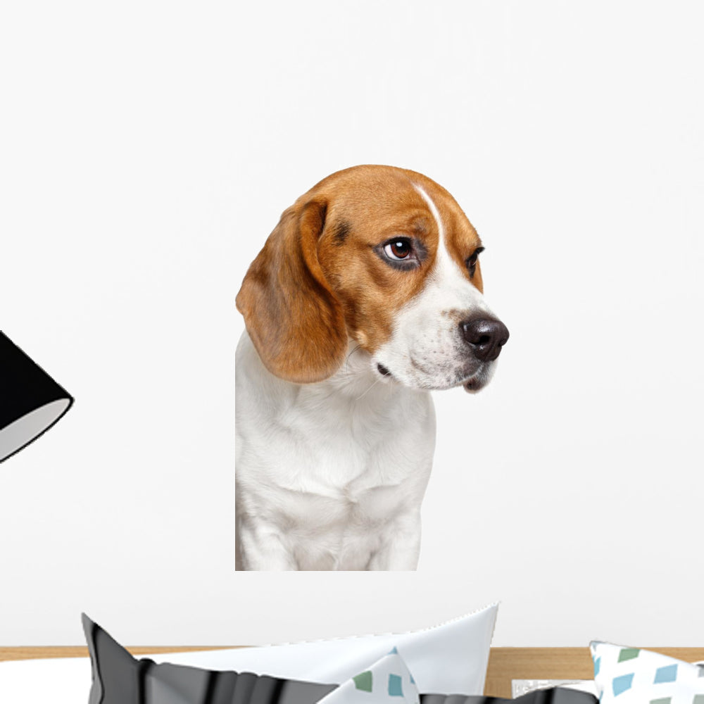 Beagle Dog Close-up Portrait – Wallmonkeys