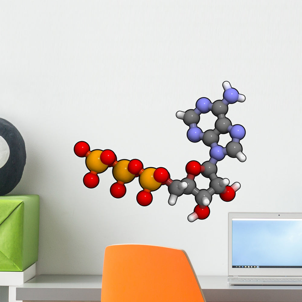 Adenosine Triphosphate Atp Wall Decal – Wallmonkeys