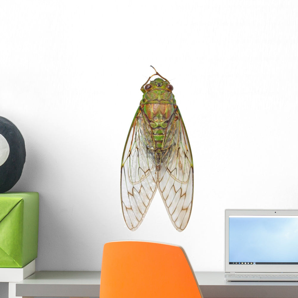 Cicada Wall Decal - WallMonkeys.com – Wallmonkeys
