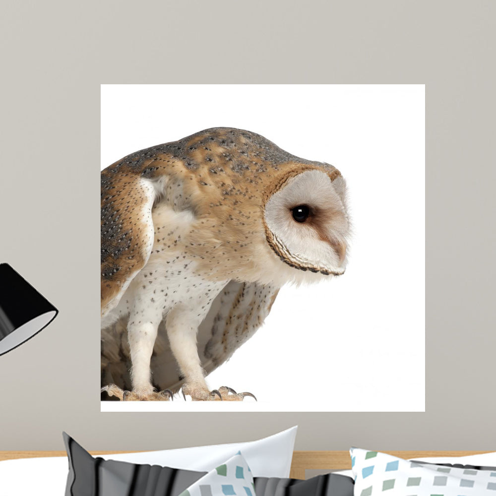 Hunched Barn Owl Wall Decal - WallMonkeys.com – Wallmonkeys