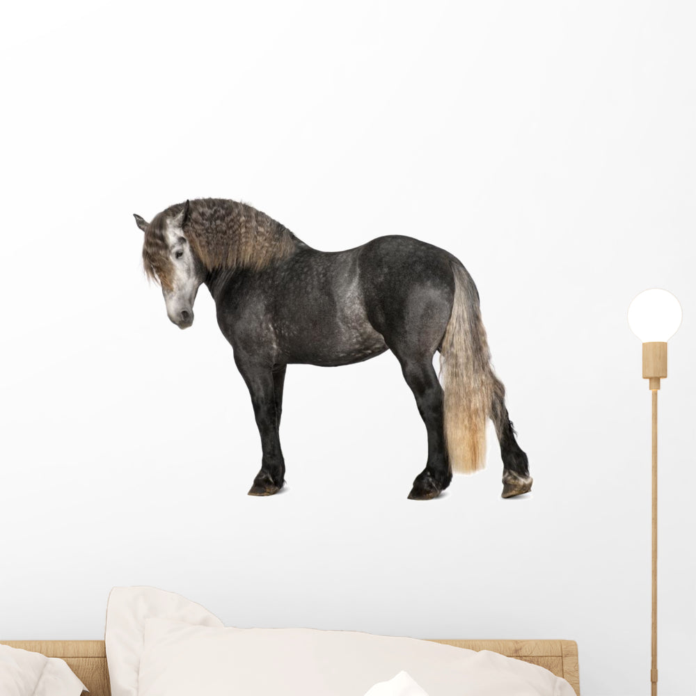 Percheron 5 Years Old Wall Decal - WallMonkeys.com – Wallmonkeys