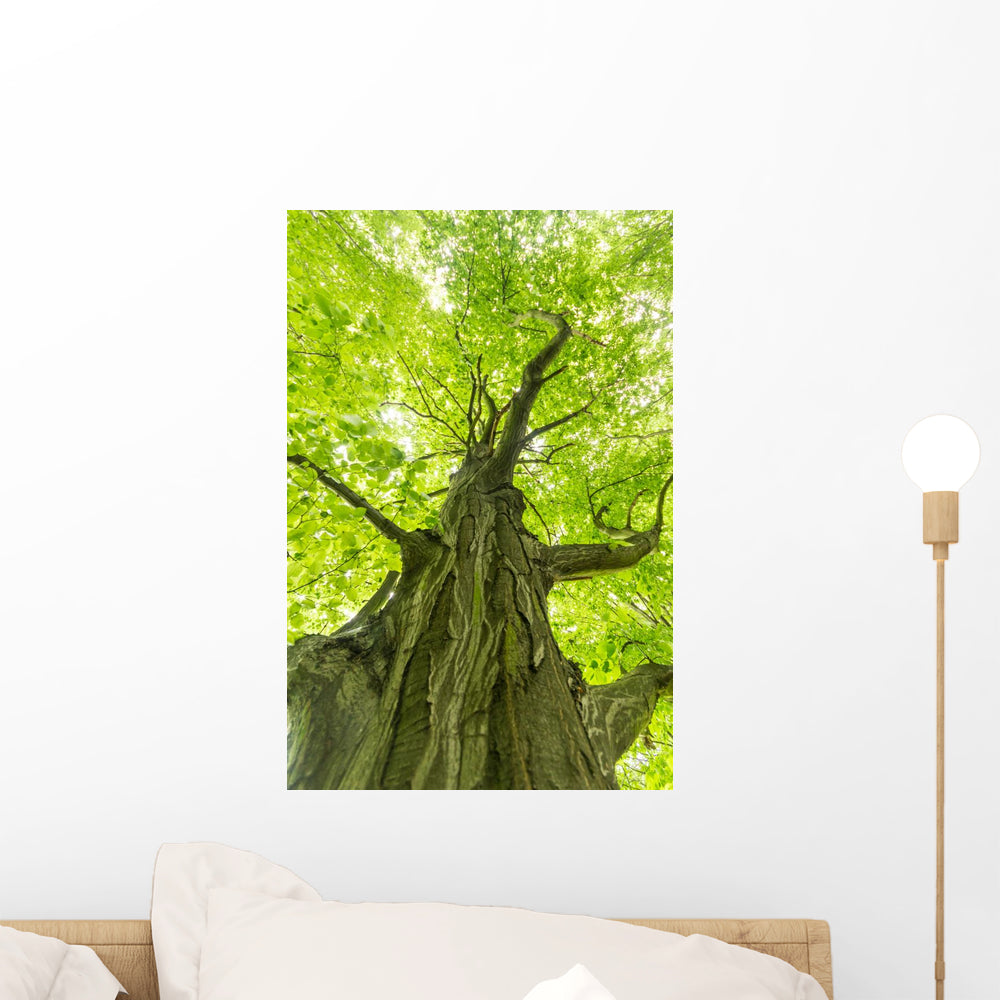 Tall Tree Trunk Wall Decal - WallMonkeys.com – Wallmonkeys