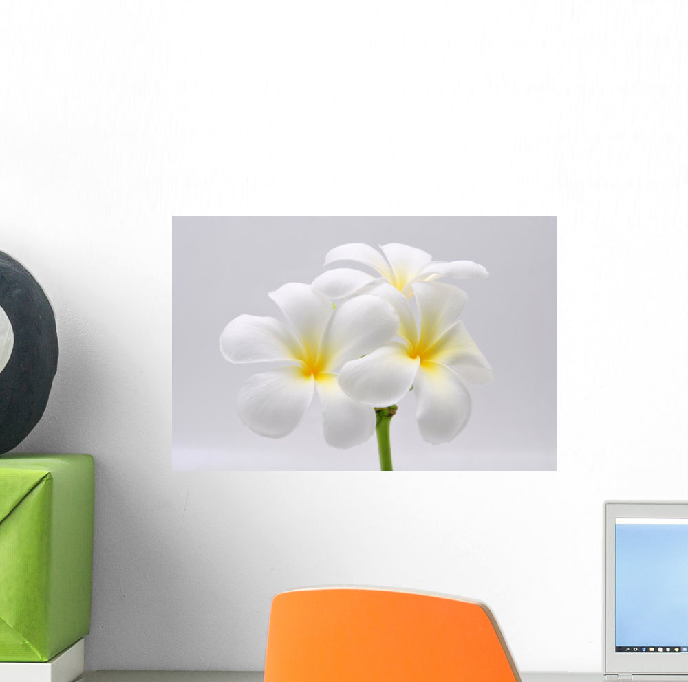 Flowers Frangipani Wall Decal - WallMonkeys.com – Wallmonkeys