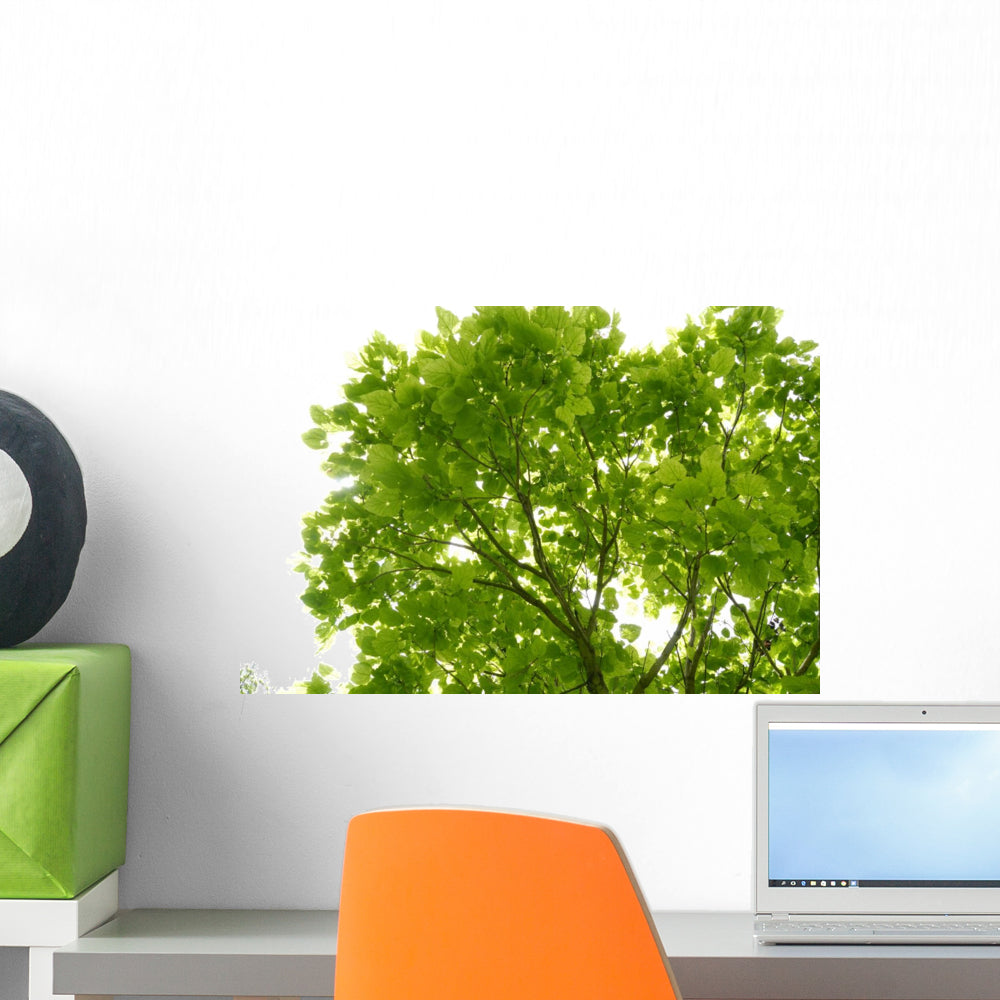 Tree Canopy Wall Mural – Wallmonkeys