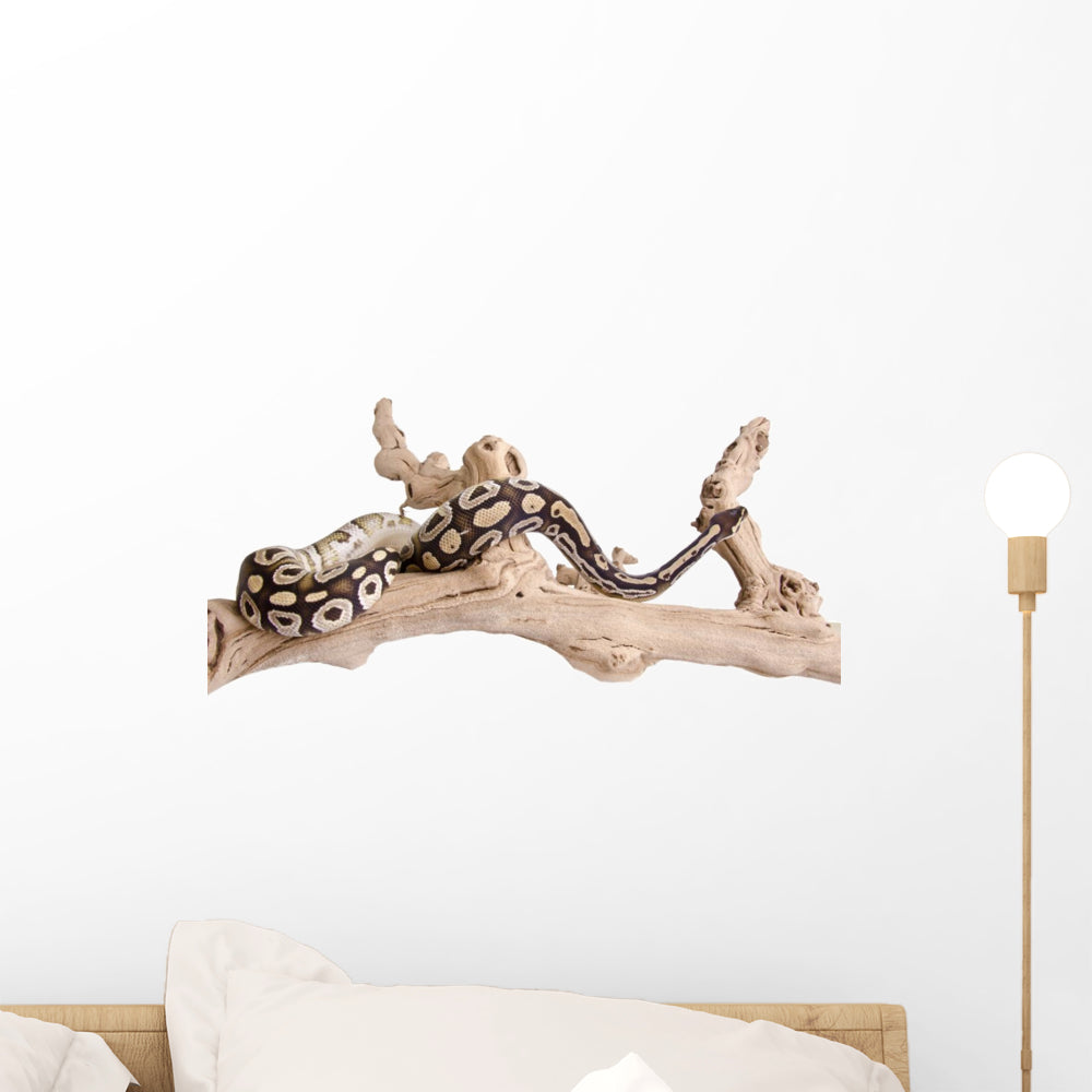Mojave Royal Python Wall Decal – Wallmonkeys