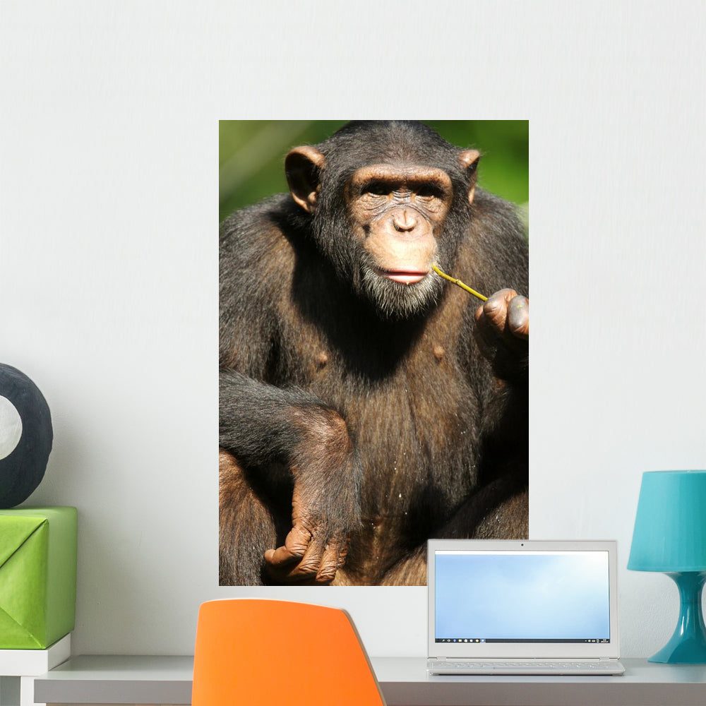 Chimpanzee Wall Mural – Wallmonkeys