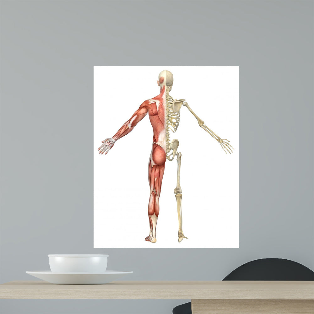 Male Muscular Skeleton Split – Wallmonkeys