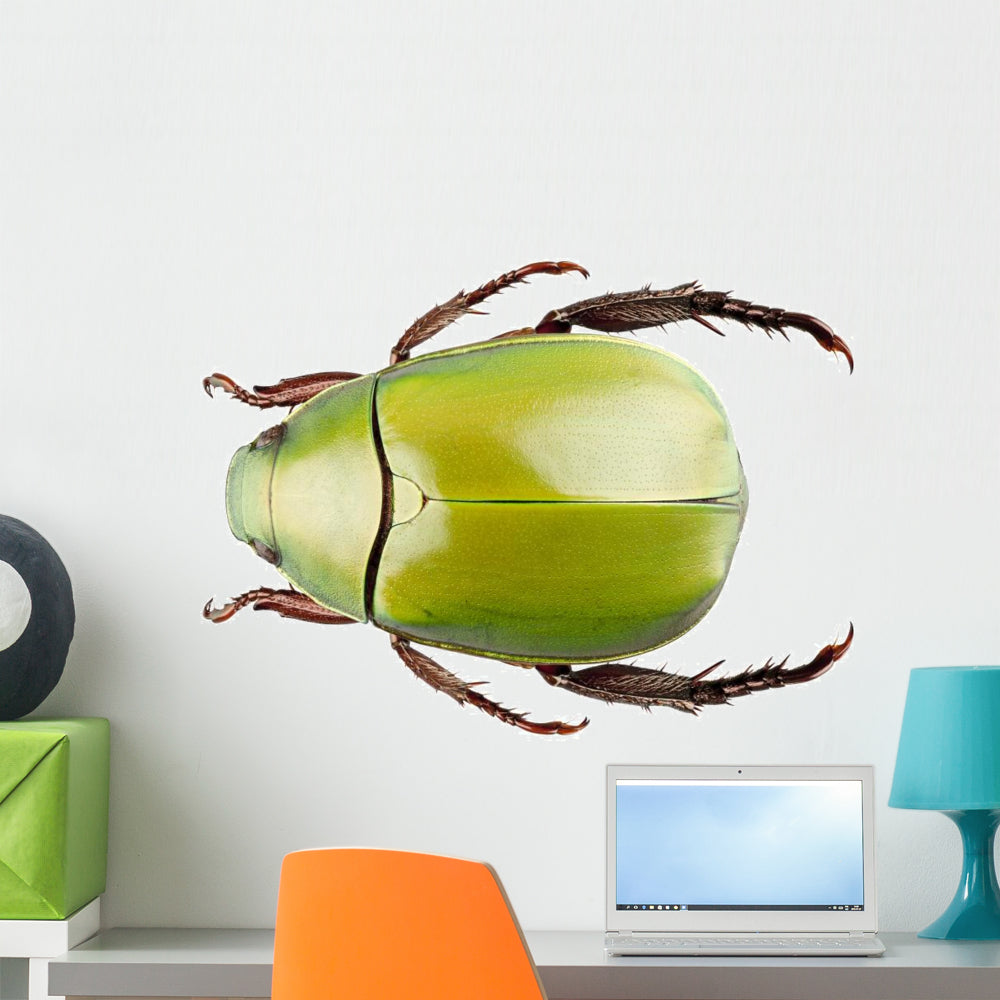 Green Beetle Species Anomala Wall Decal – Wallmonkeys