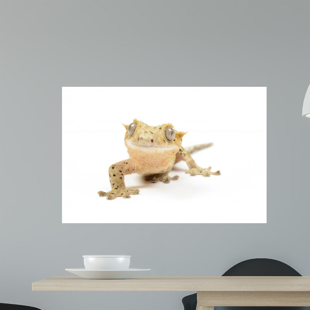 Crested Gecko Wall Mural – Wallmonkeys