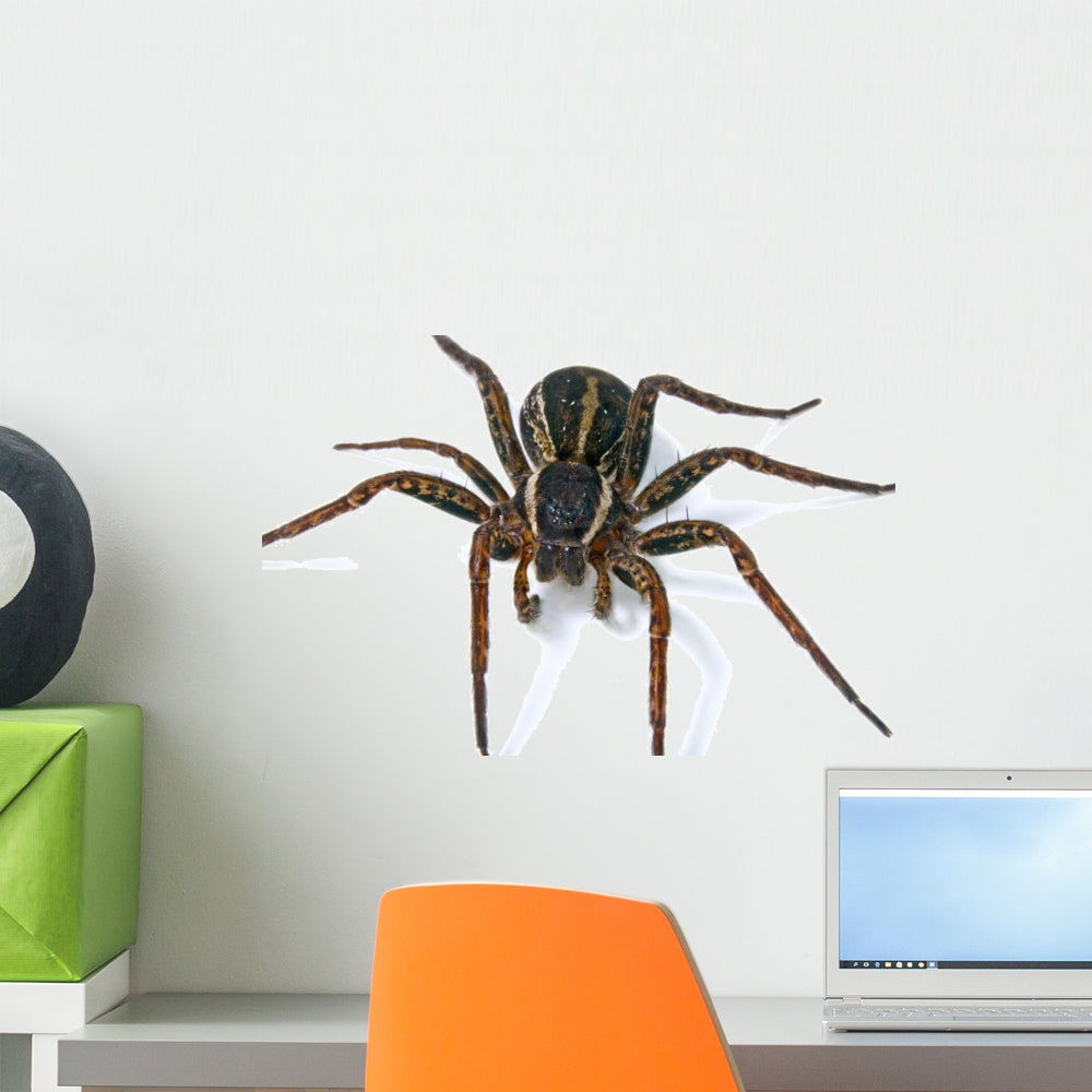 Spider Wall Decal – Wallmonkeys