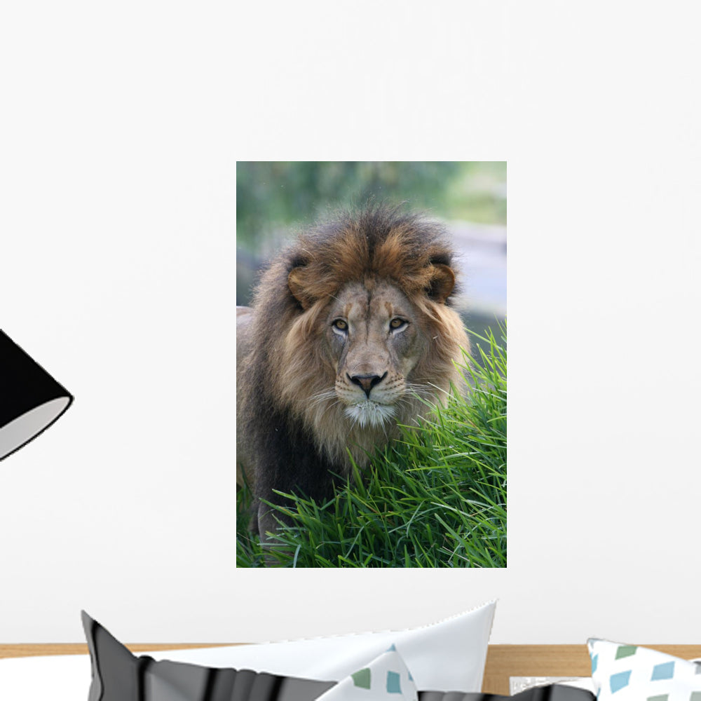 Lion Wall Mural – Wallmonkeys