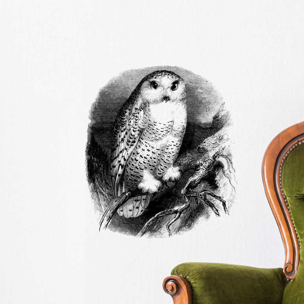 Bird Snow Owl Strix Wall Decal – Wallmonkeys