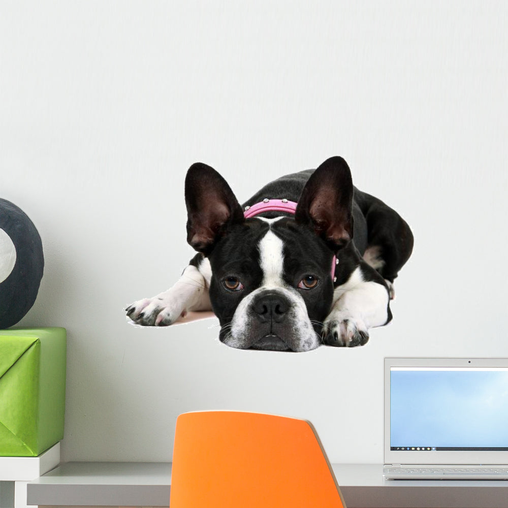 Tired Froston Puppy Frenchie – Wallmonkeys