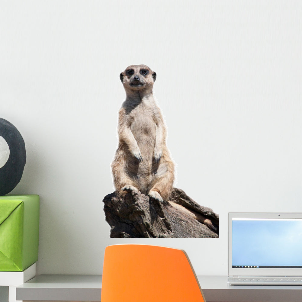 Meerkat Wall Decal – Wallmonkeys