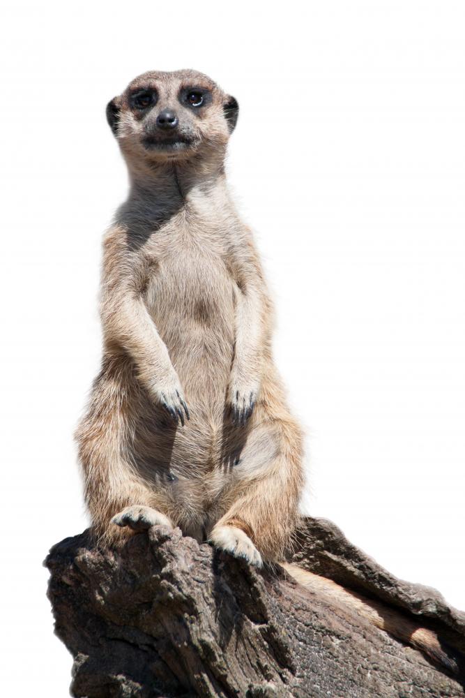Meerkat Wall Decal – Wallmonkeys