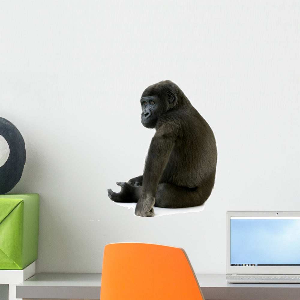 Young Silverback Gorilla Wall Decal – Wallmonkeys