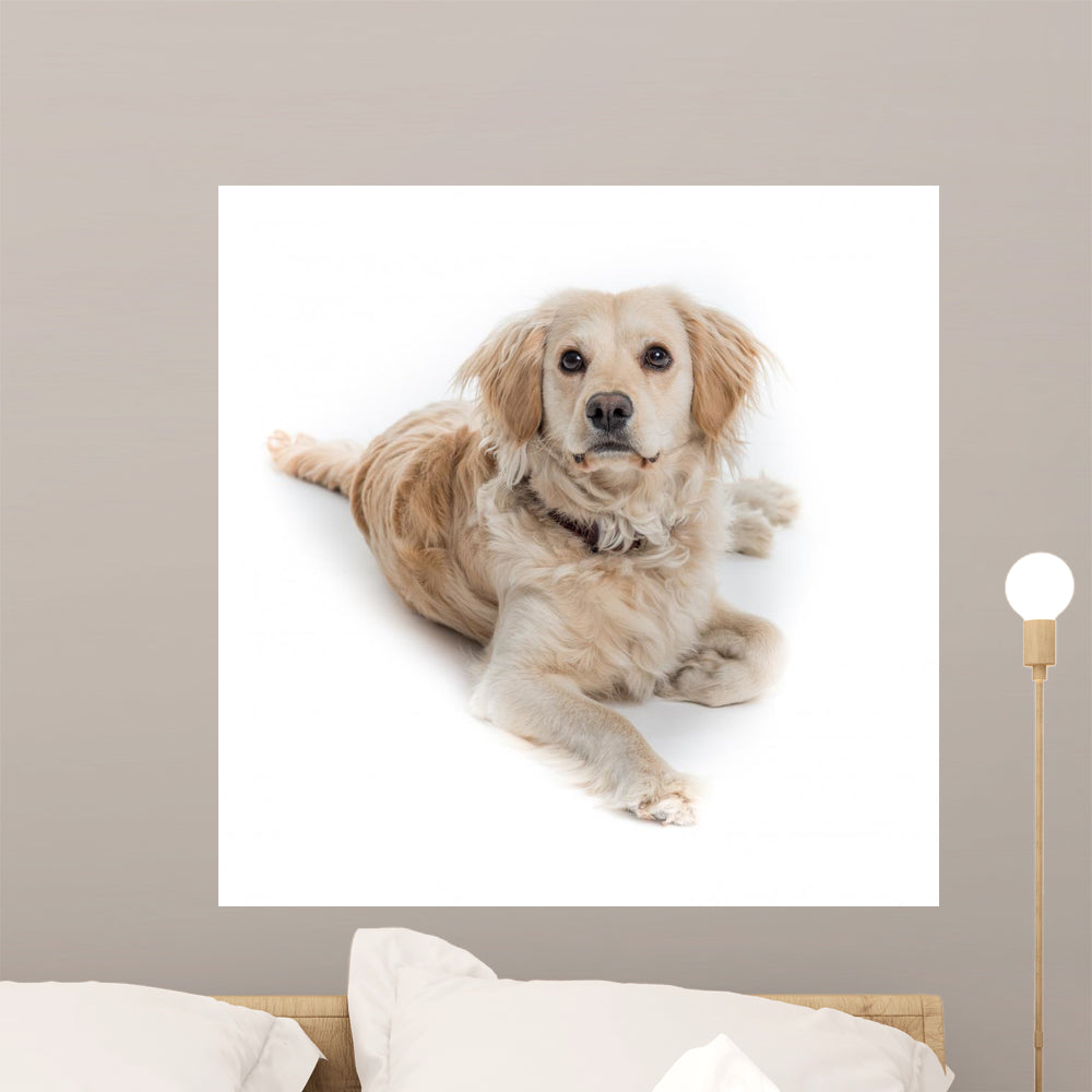 Cute Dog Sitting down Wall Decal – Wallmonkeys