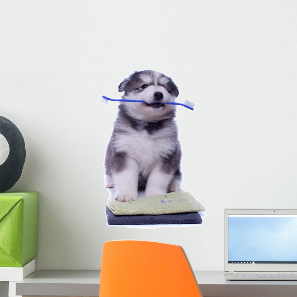 Healthy Husky Puppy Wall Decal – Wallmonkeys