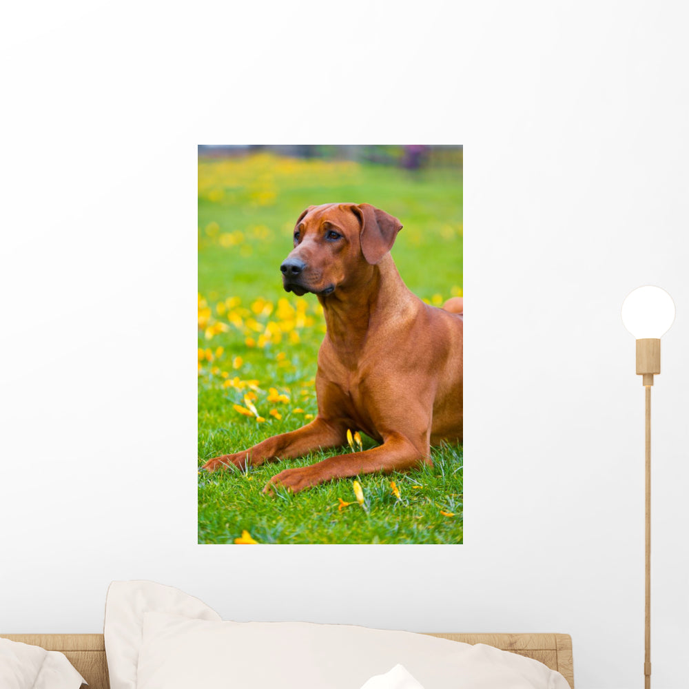 Rhodesian Ridgeback Spring Flowers Wall Mural – Wallmonkeys