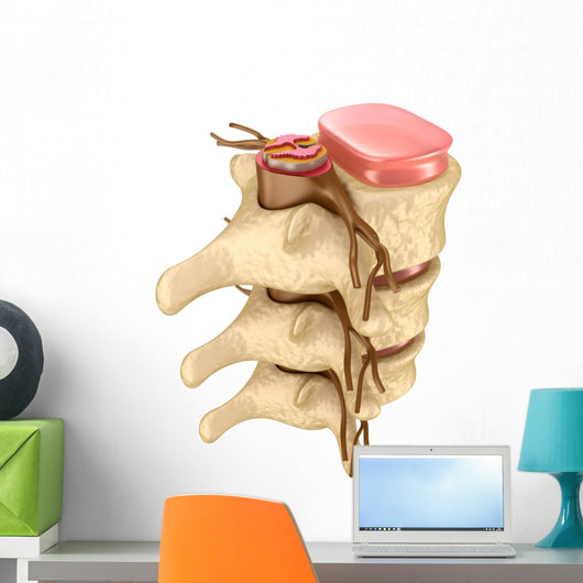 Human Spine Wall Decal – Wallmonkeys
